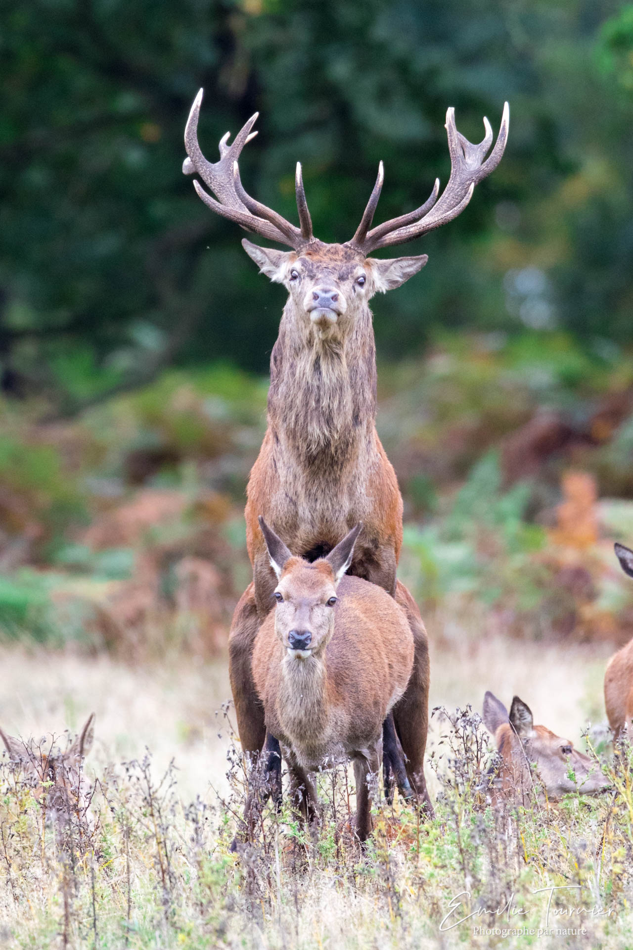 Brame du cerf à Richmond Park (Londres) - Emilie Tournier