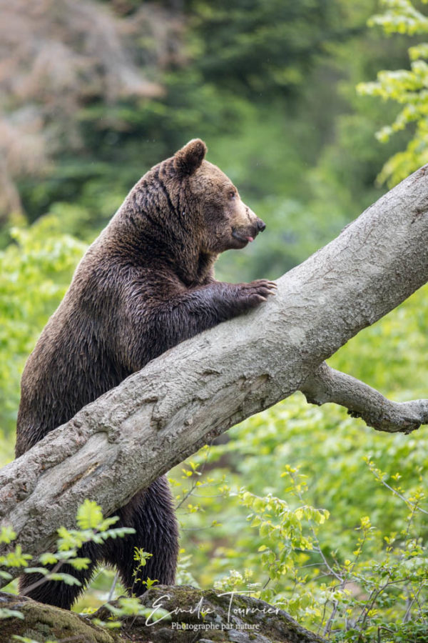 Animaux de la forêt au Bayerischerwald (Allemagne) - session ...